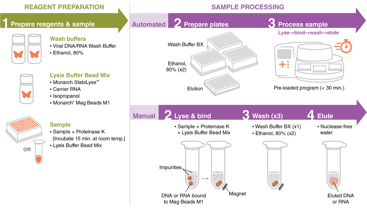 NEB Monarch® Mag Viral DNA/RNA Extraction Kit (T4010) – Kinovett Scientific